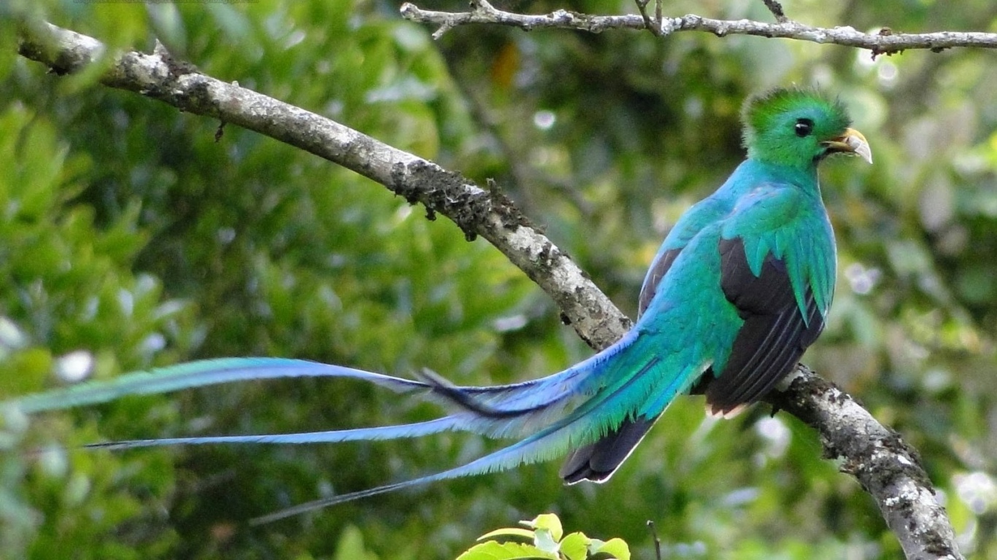 QUETZAL