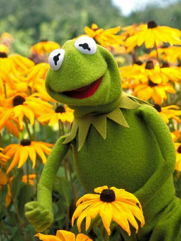 Picture of Kermit the Frog