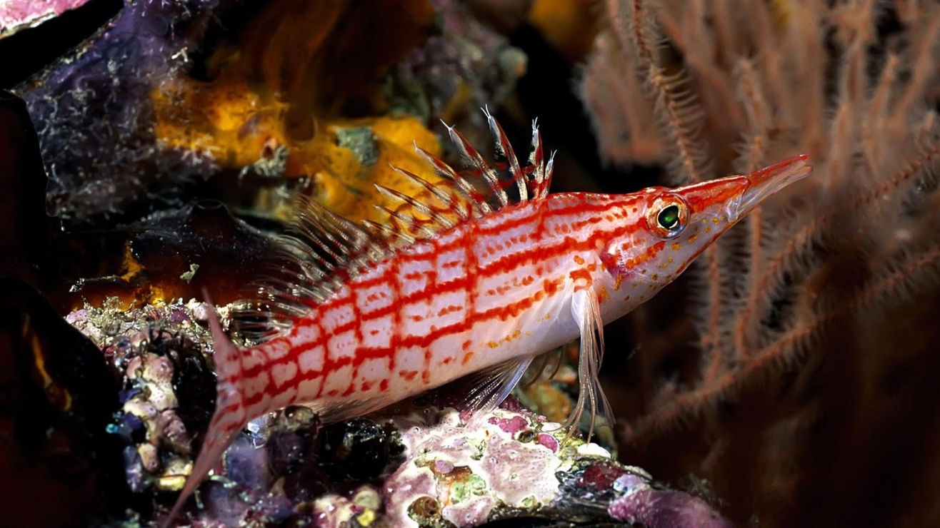 GAR FISH - PEZ AGUJA