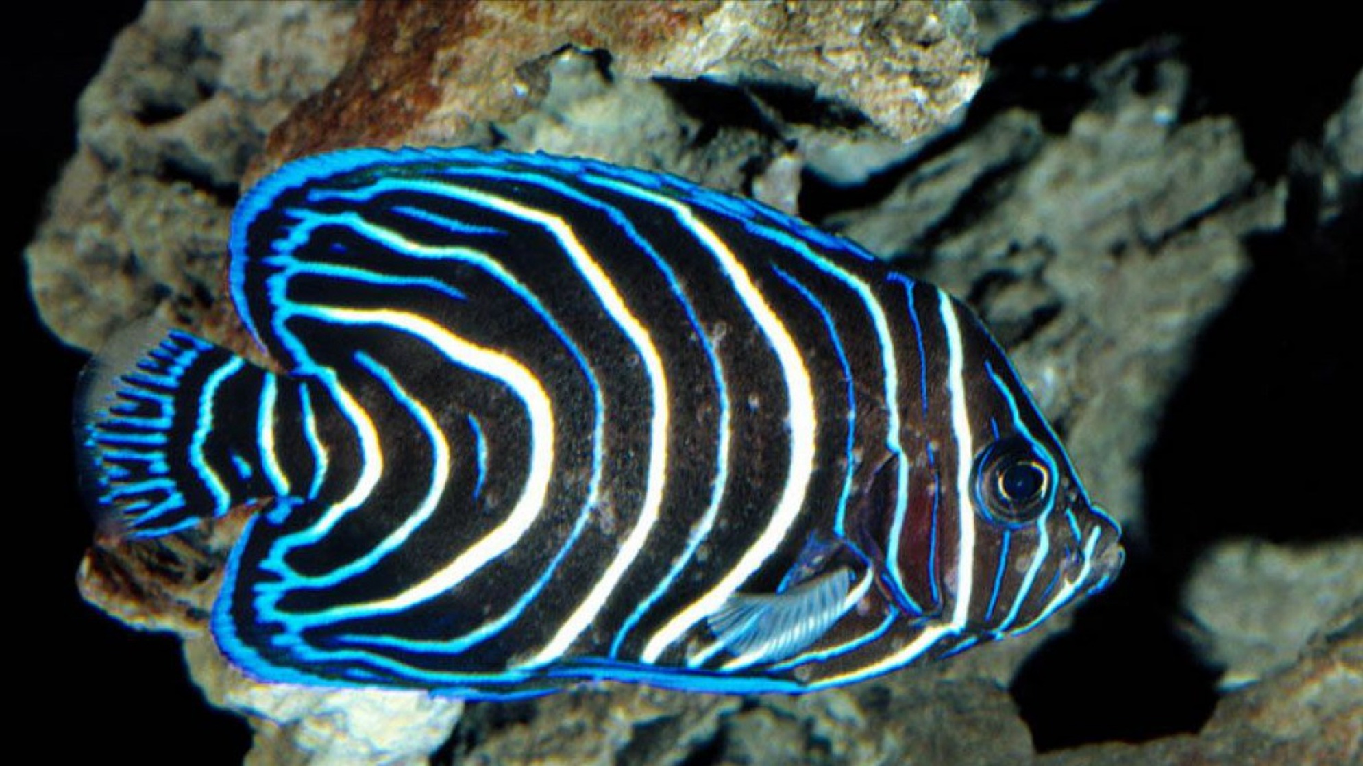 STRIPEY FISH - PEZ STRIPEY