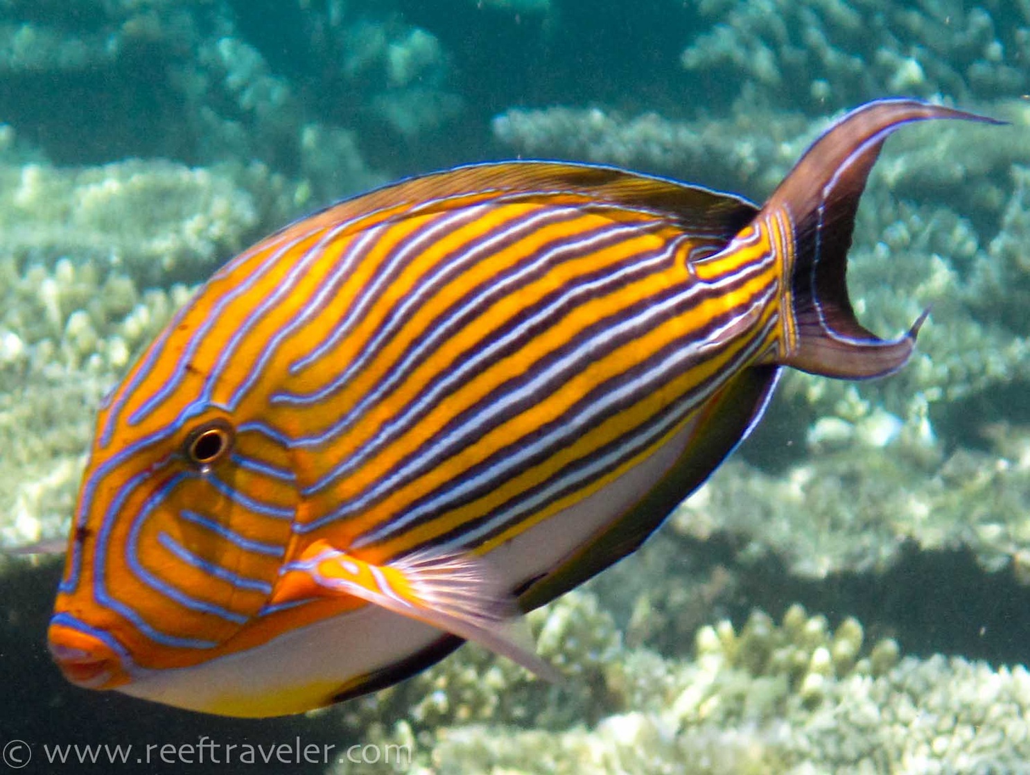 Striped Surgeonfish