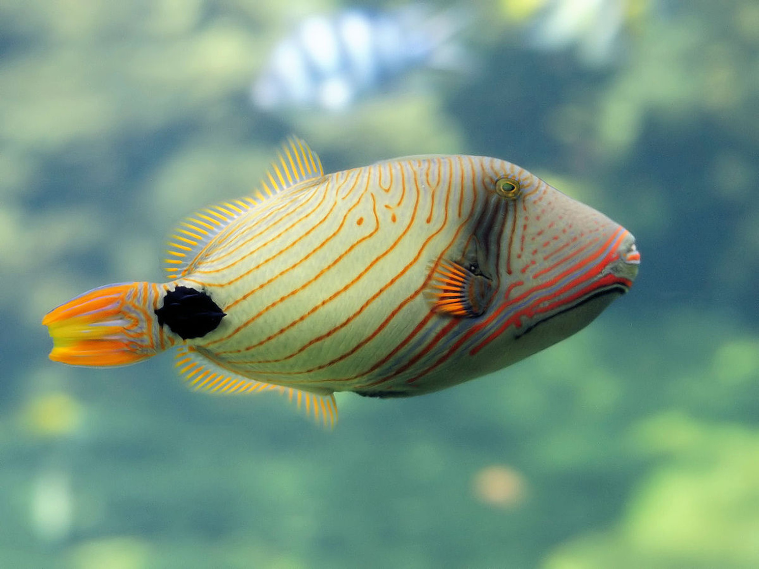 Orange-Striped Triggerfish