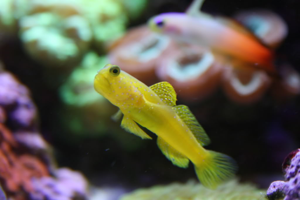 Yellow Prawn Goby