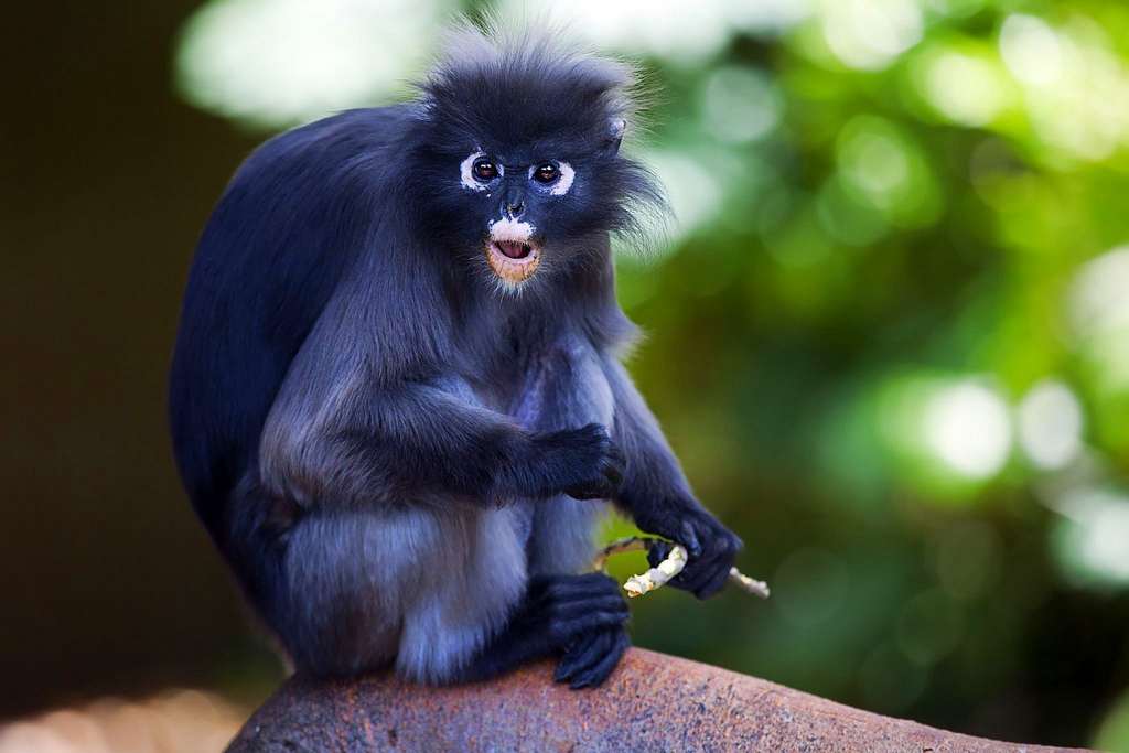 Dusky Leaf Monkey