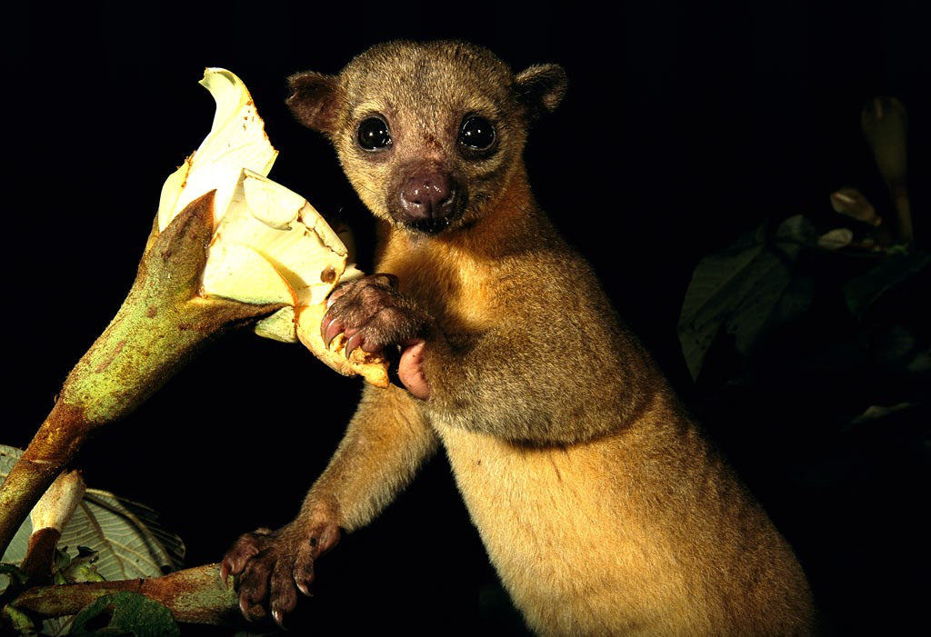 Kinkajou
