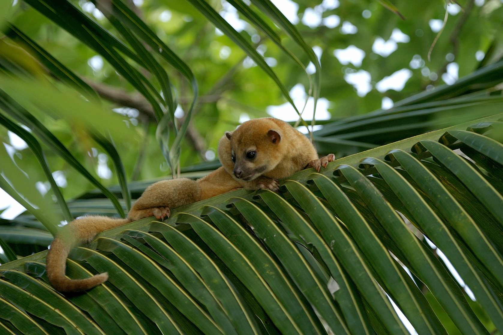 Kinkajou