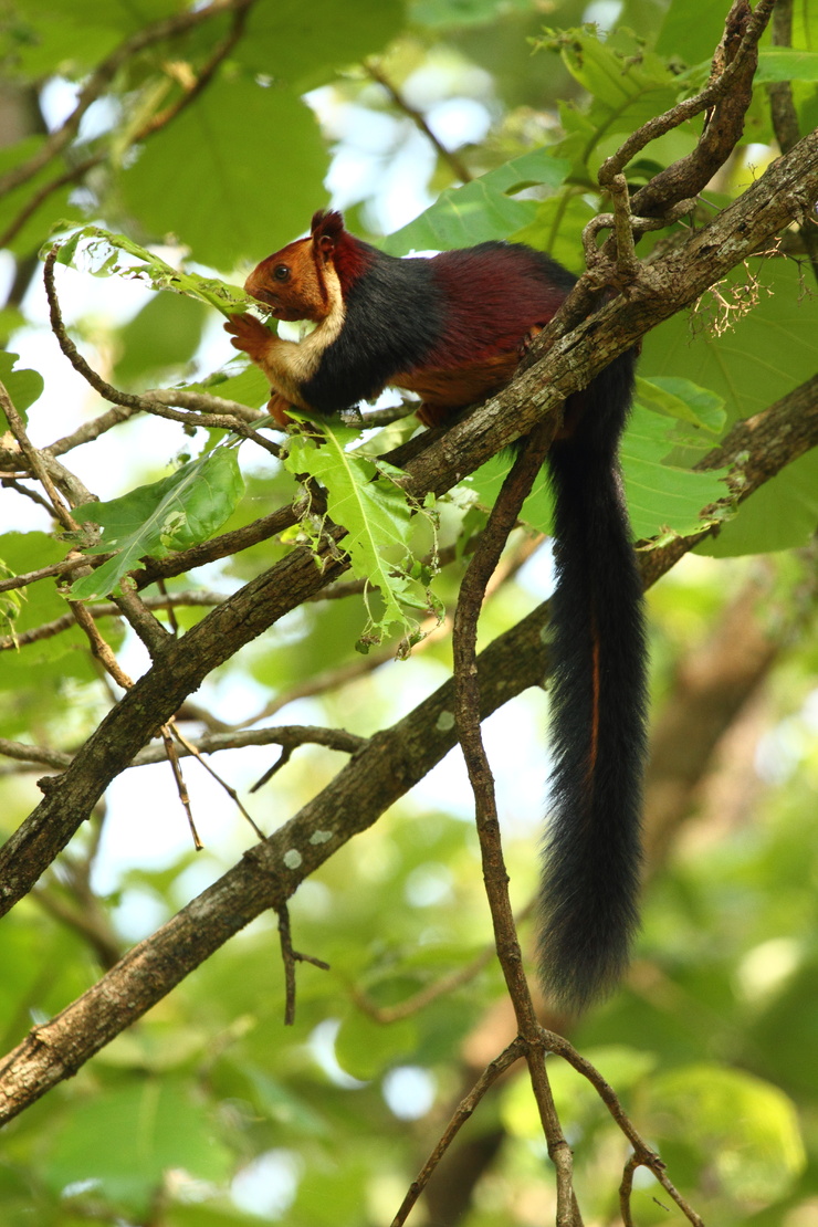 Malabar Giant Squirrel