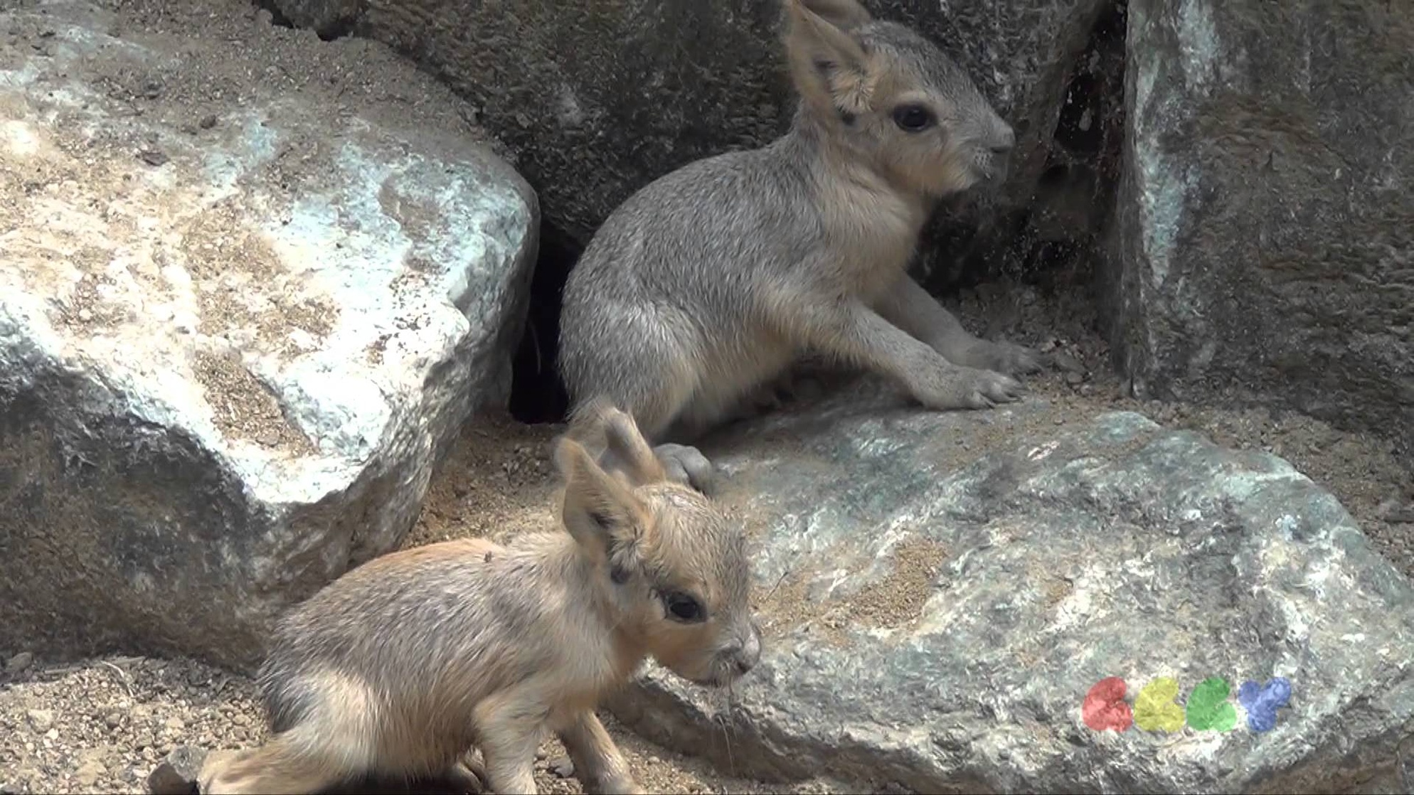 Baby Patagonian Cavies
