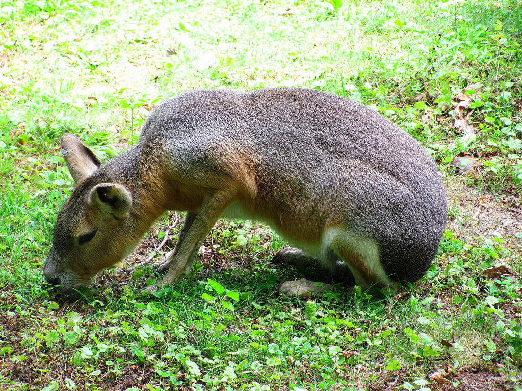 Patagonian Cavy
