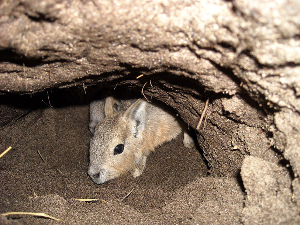 Patagonian Cavy