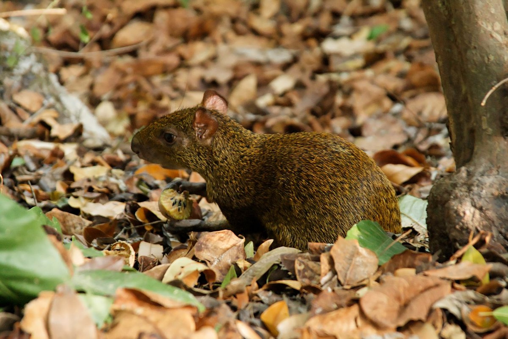 Central American Agouti
