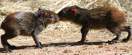 Baby Mexican Agoutis