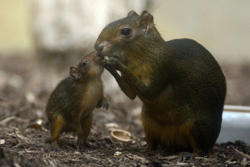 Central American Agouti & baby