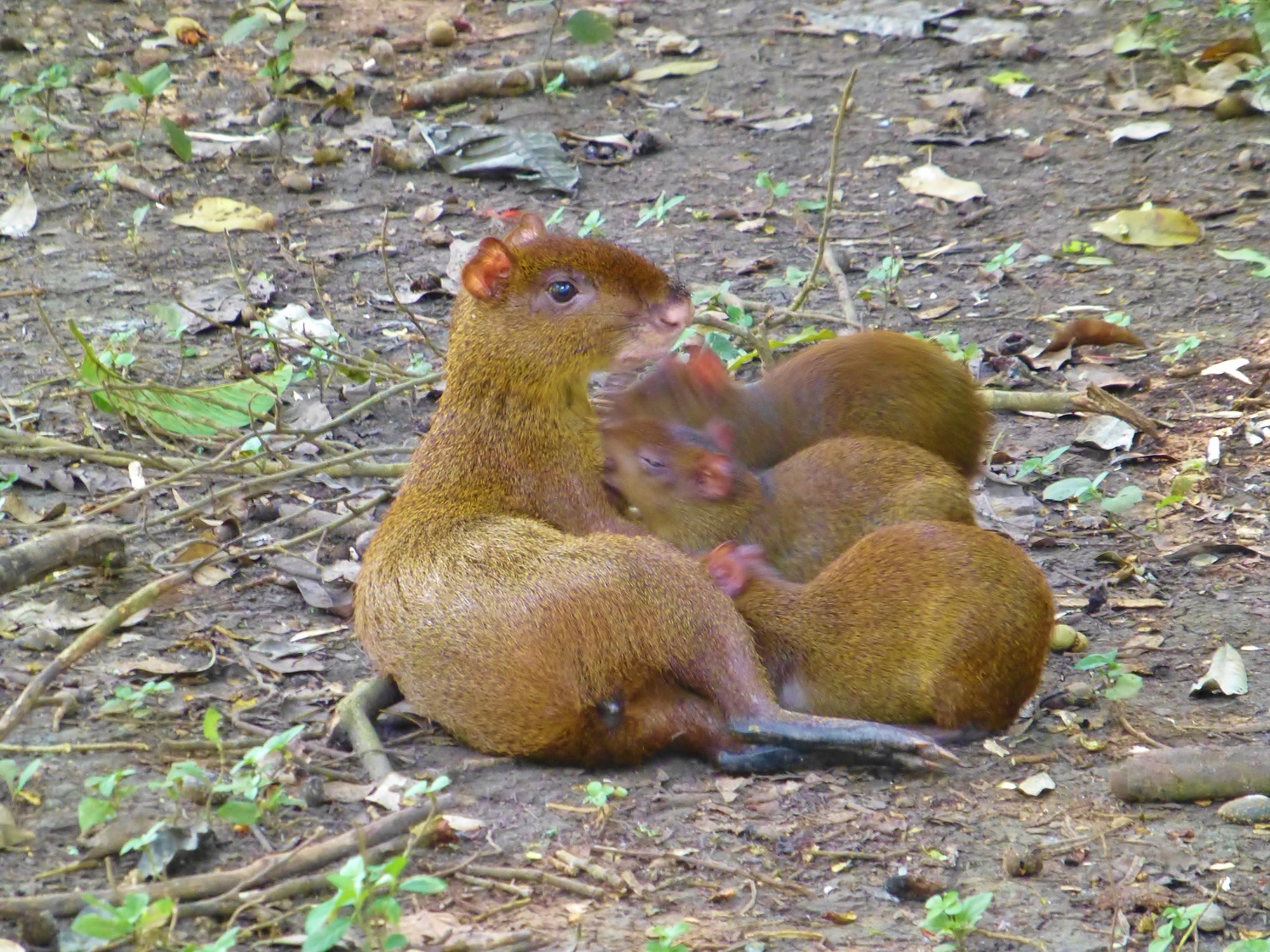 Azara's Agouti & babies