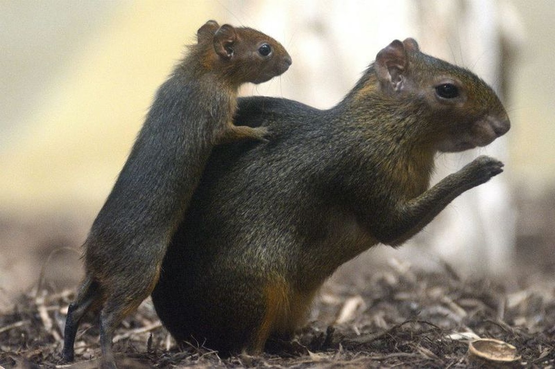 Azara's Agouti & baby