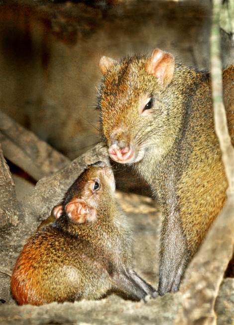 Azara's Agouti & baby