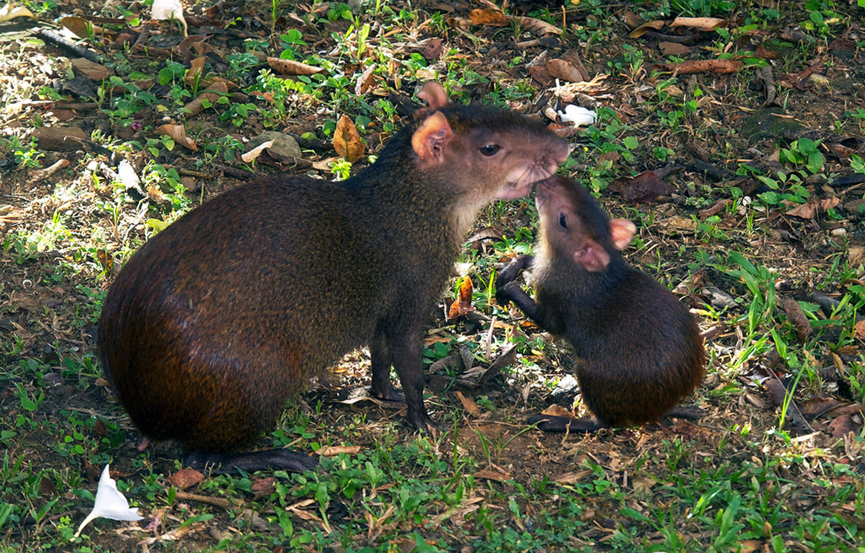 Central American Agouti & baby