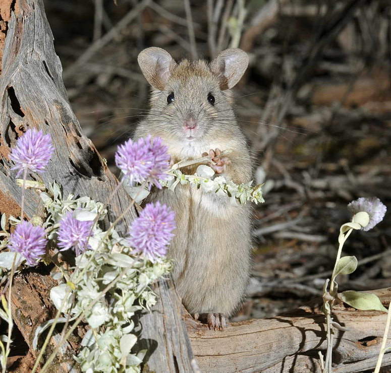 Greater Stick-nest Rat