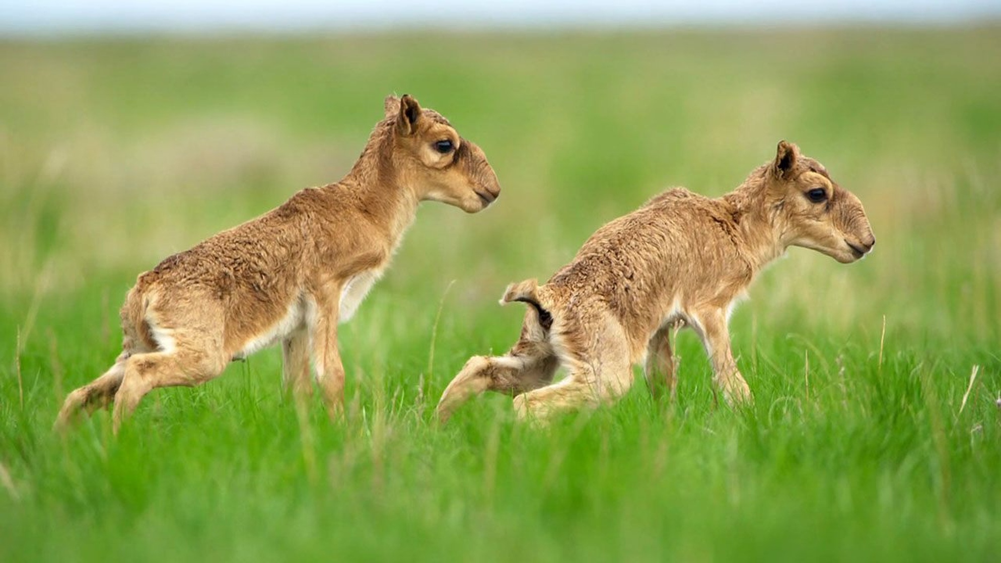 Saiga Antelope calves