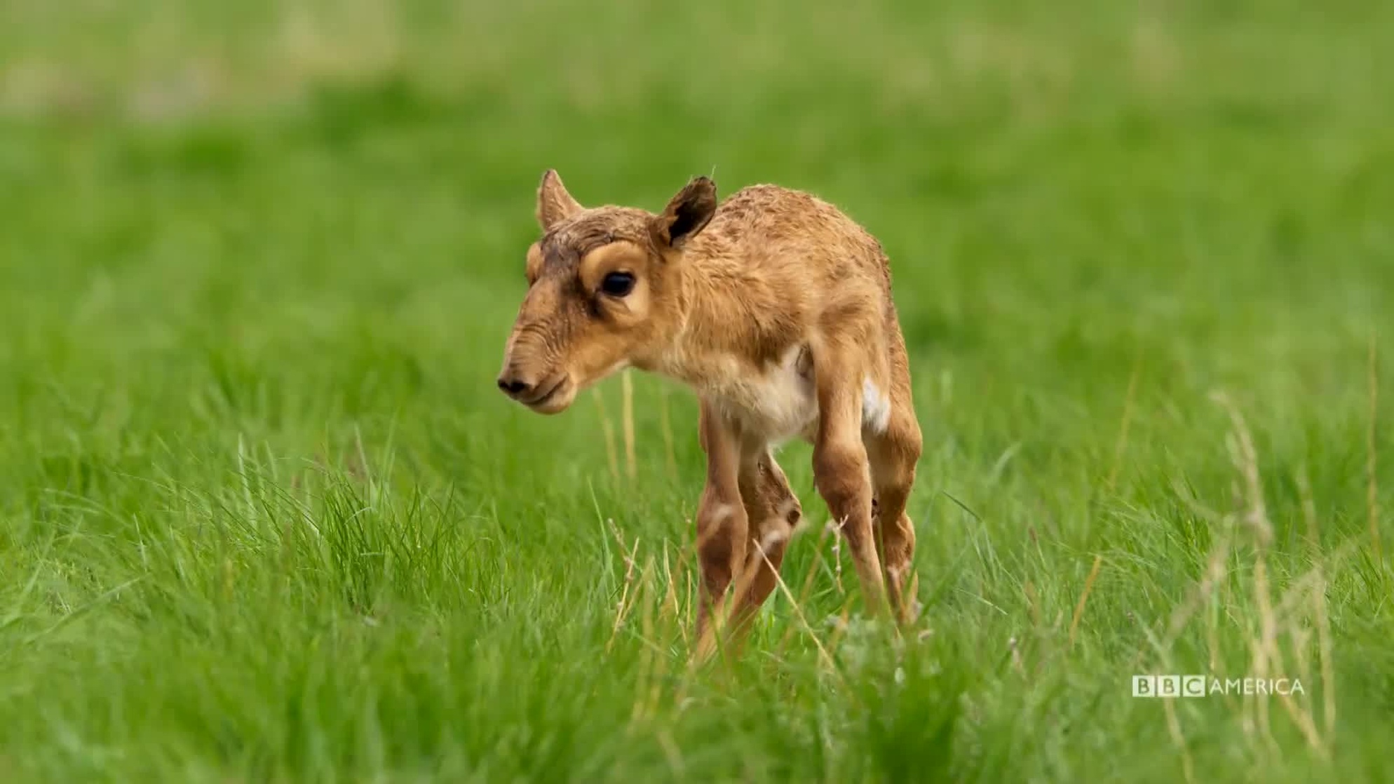 Saiga Antelope calf