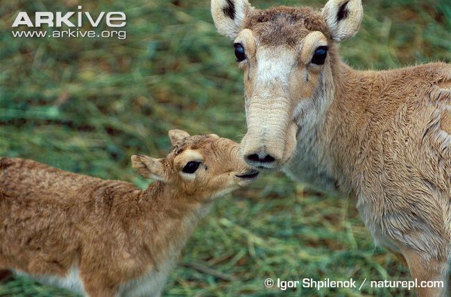Female Saiga Antelope & calf