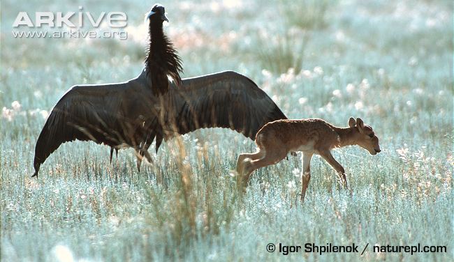 Saiga Antelope calf