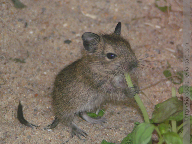 Baby Degu