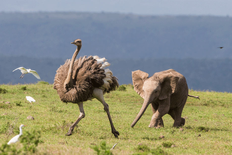 Young Ostrich chased by a baby Elephant