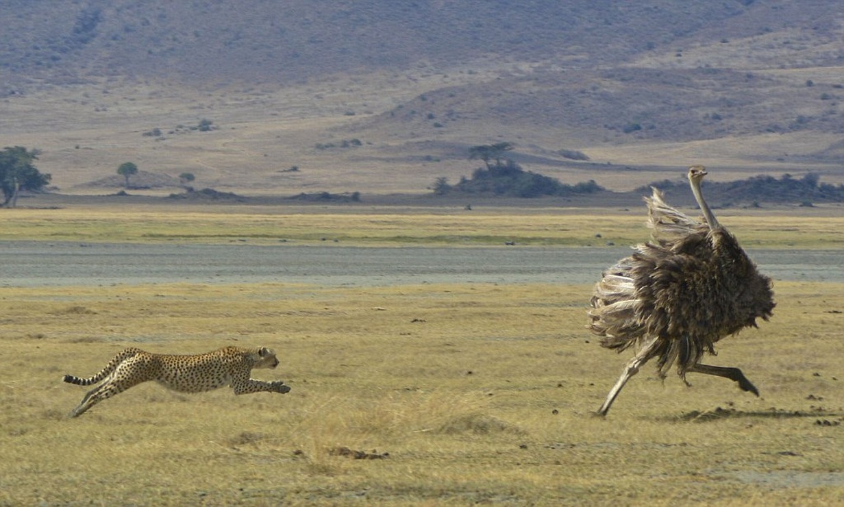 Cheetah chasing a female Ostrich