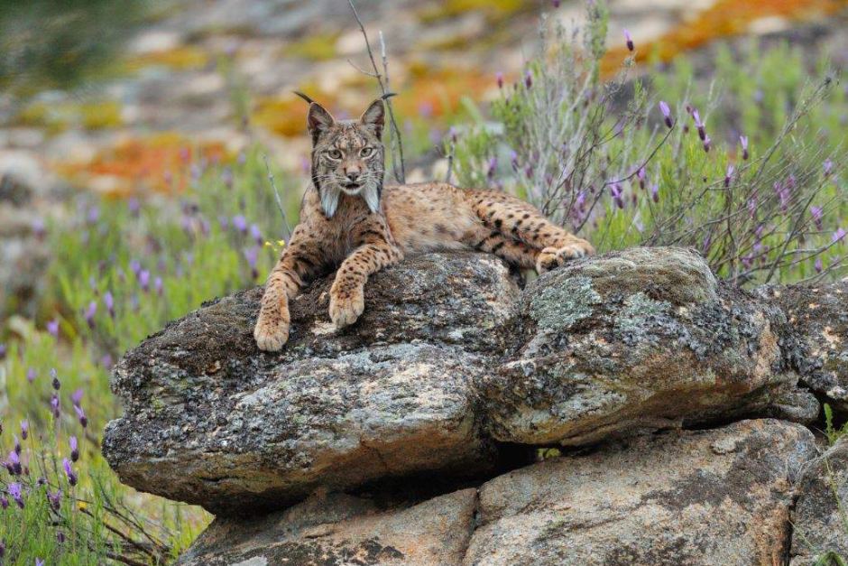 Iberian Lynx