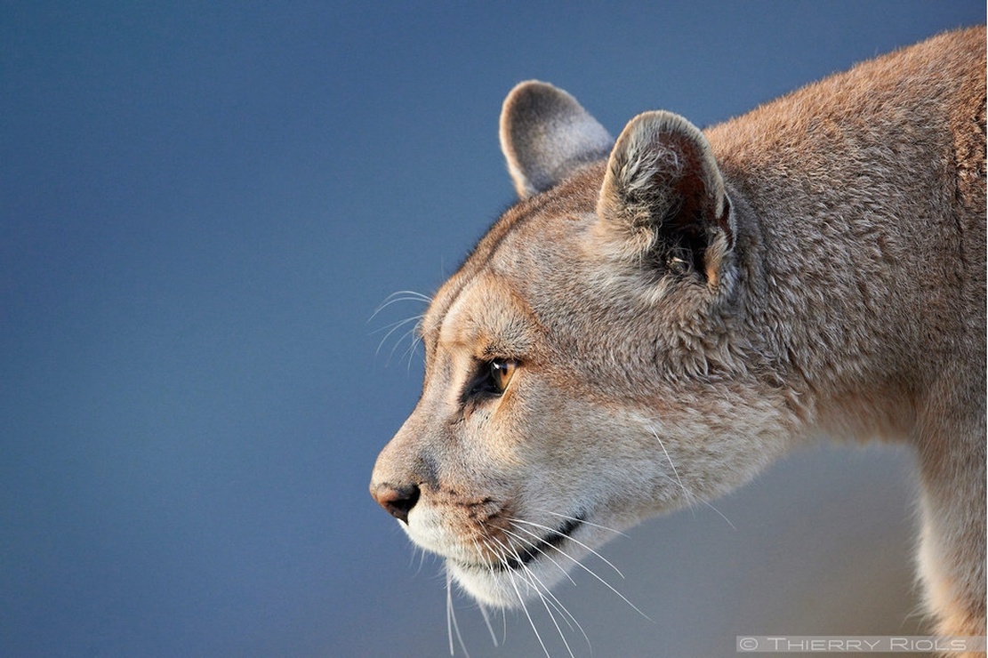 Puma in Chile