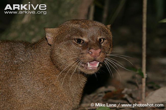 Jaguarundi