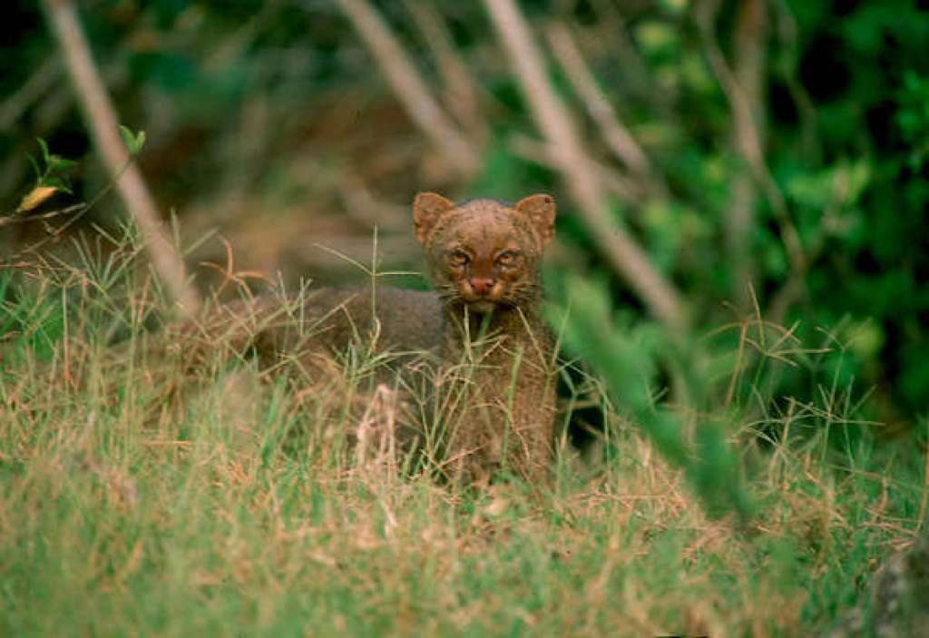 Jaguarundi