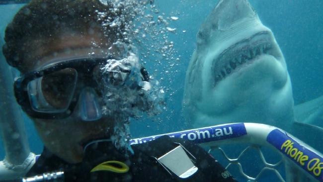 Picture of Open Water 3: Cage Dive (2017)