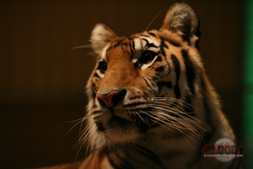 Burning Bright (2010) picture