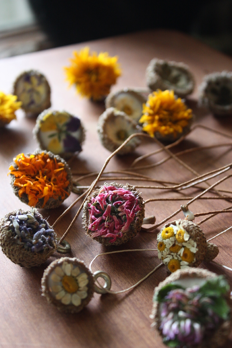 Acorn Cap Dried Flowers