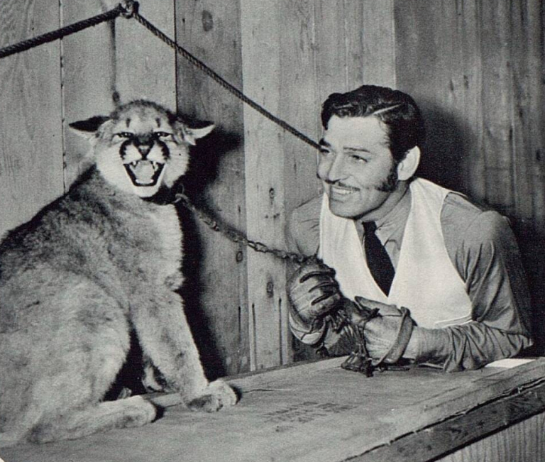 Picture of Clark Gable