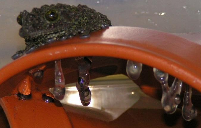 Mossy Frog and eggs