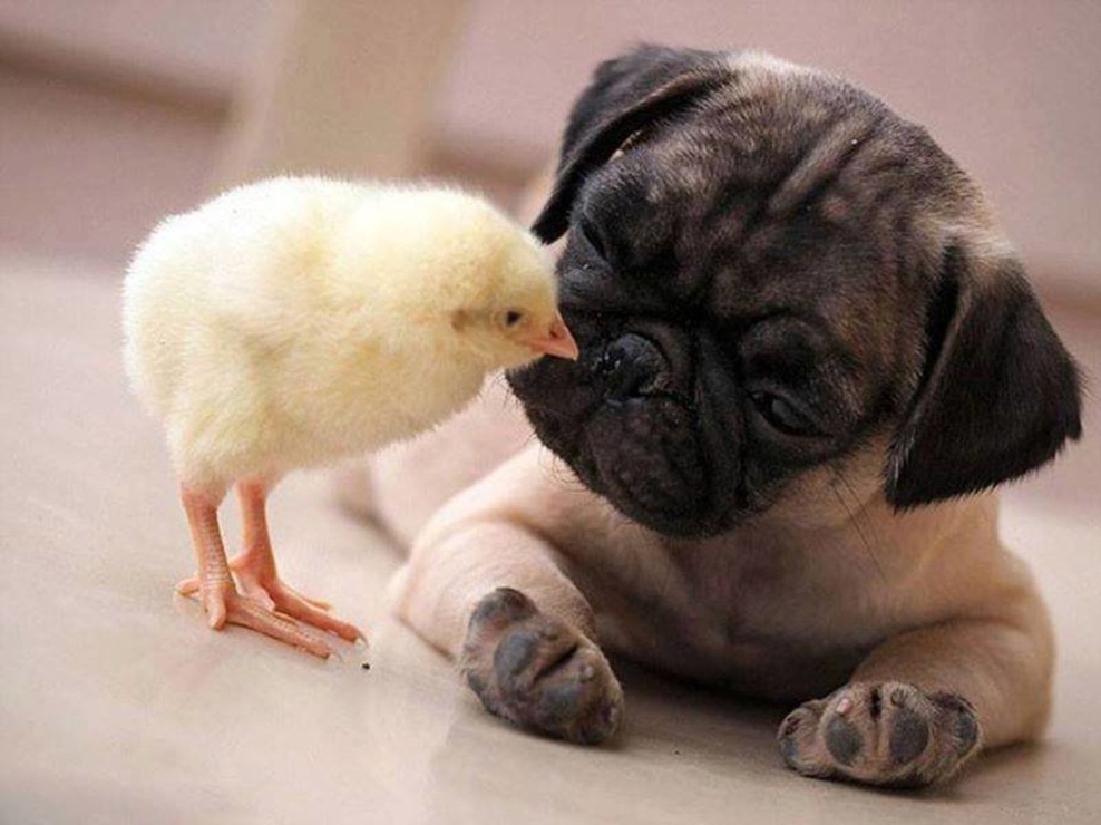 Chick & Pug Puppy