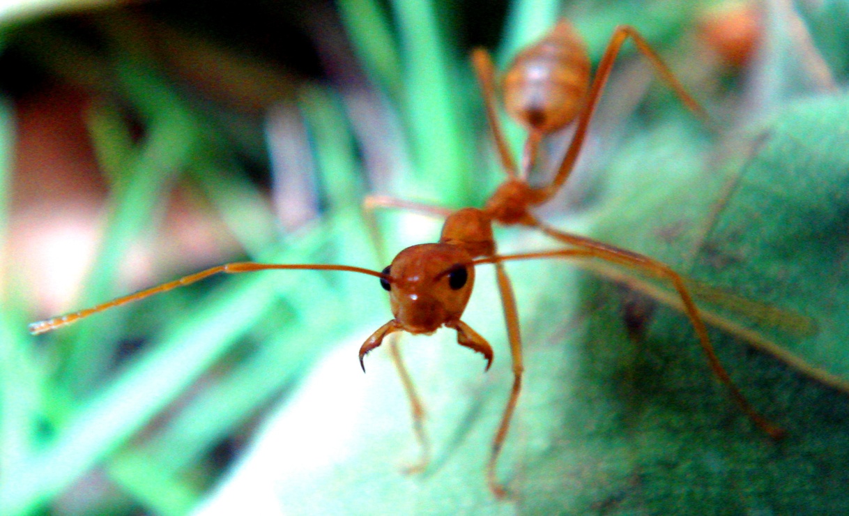 Trap-jaw Ant