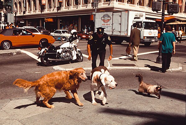 Picture of Homeward Bound II: Lost in San Francisco