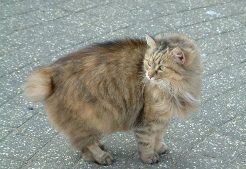 Crymic manx cat..