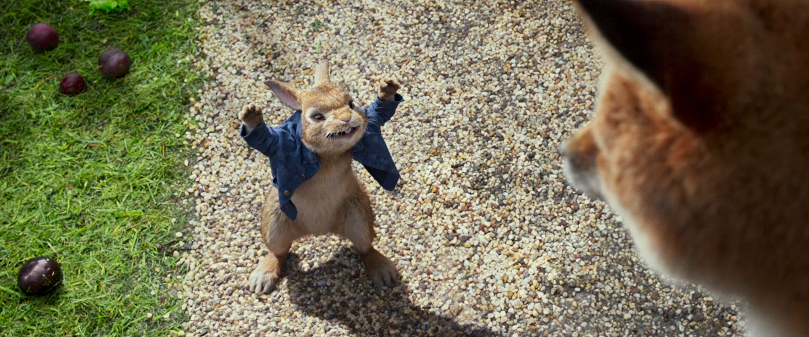 Picture of Peter Rabbit