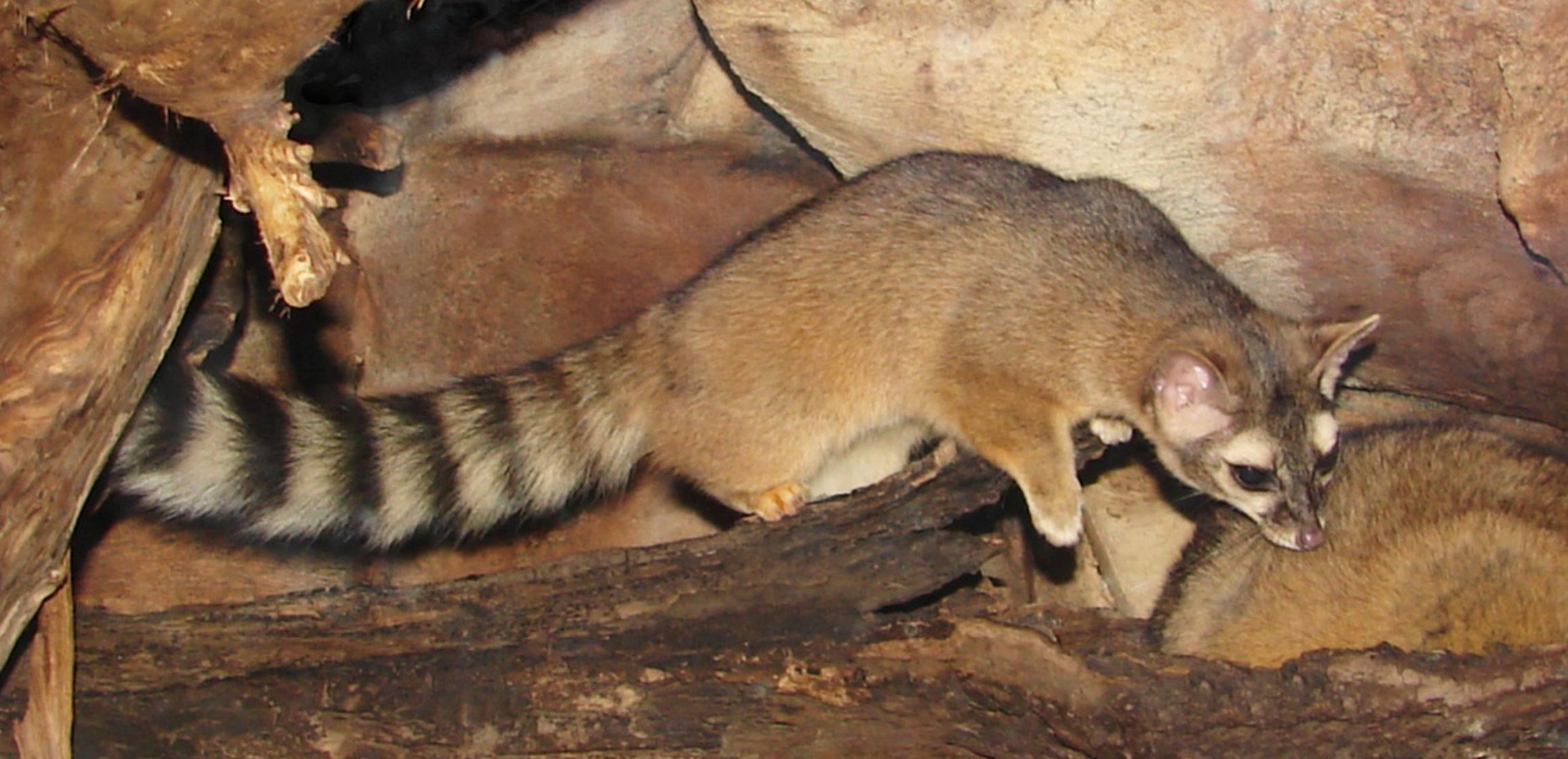 Ring tailed cat