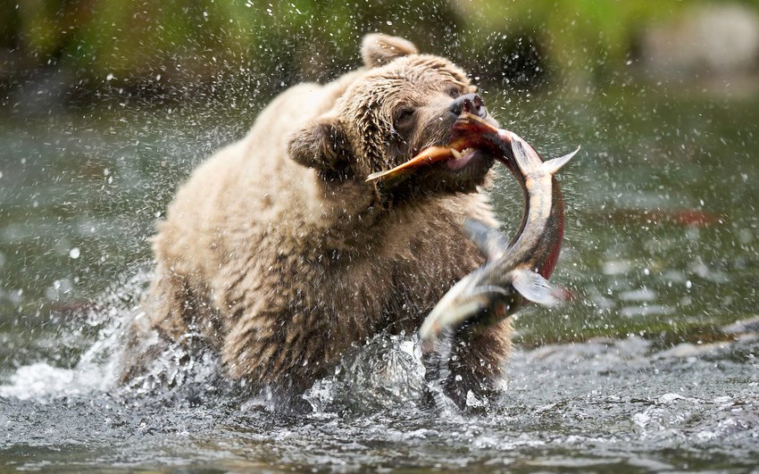 Bear on fishing