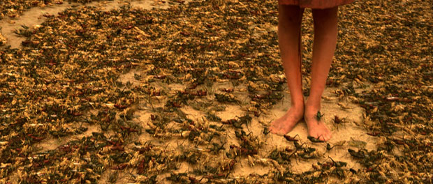 Picture of The Reaping