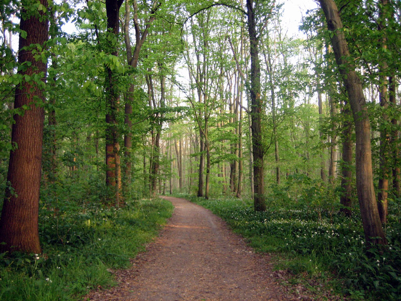 Leipzig Riverside Forest