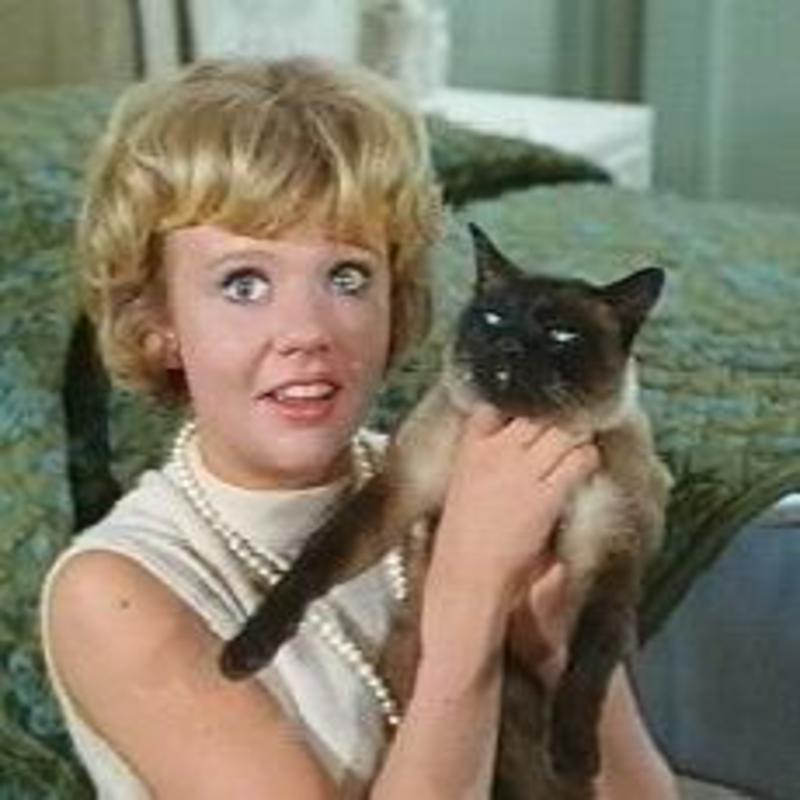 That Darn Cat! picture