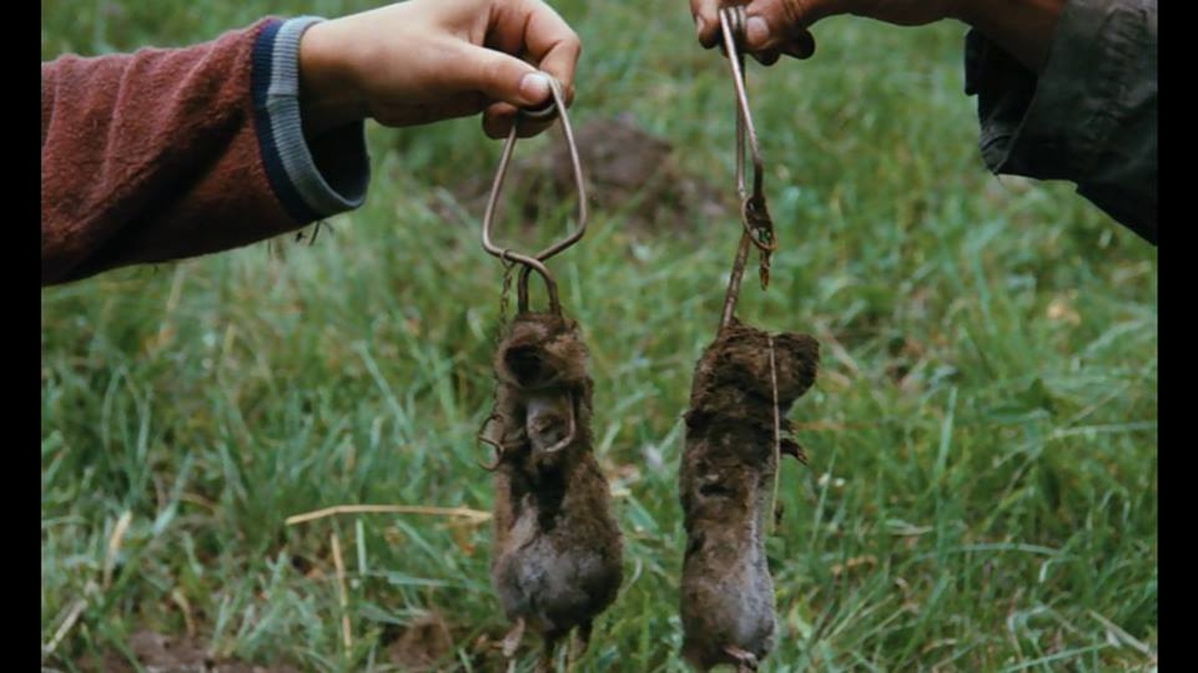 Picture of Alpine Fire (1985)