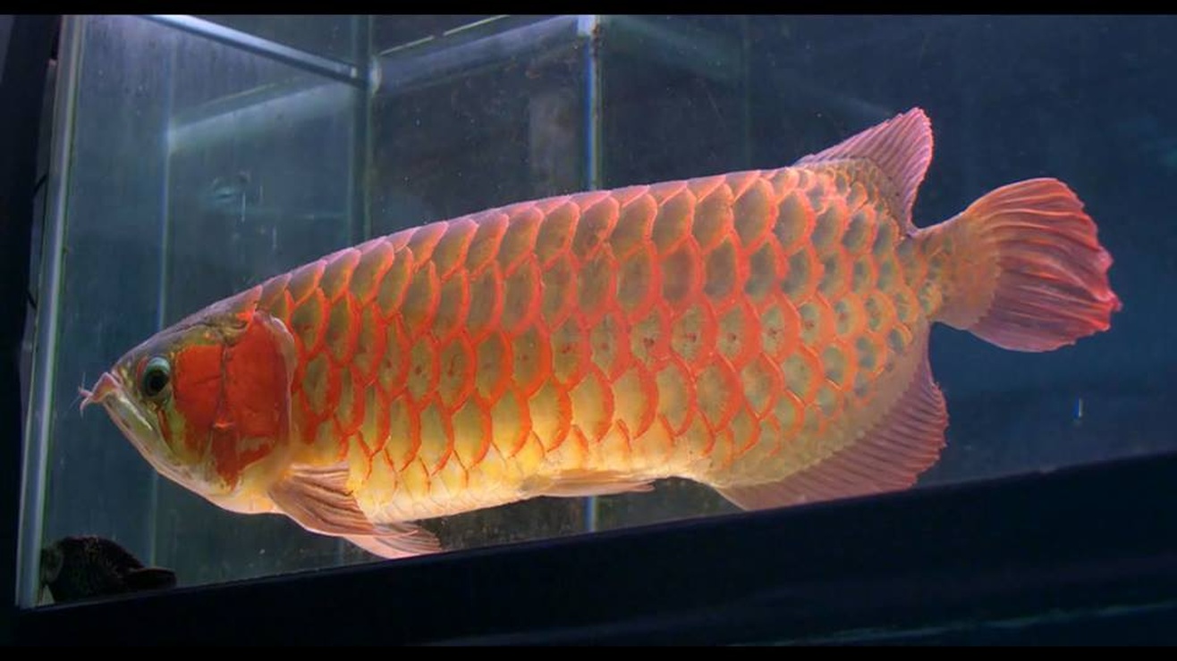 Picture of Cold Fish